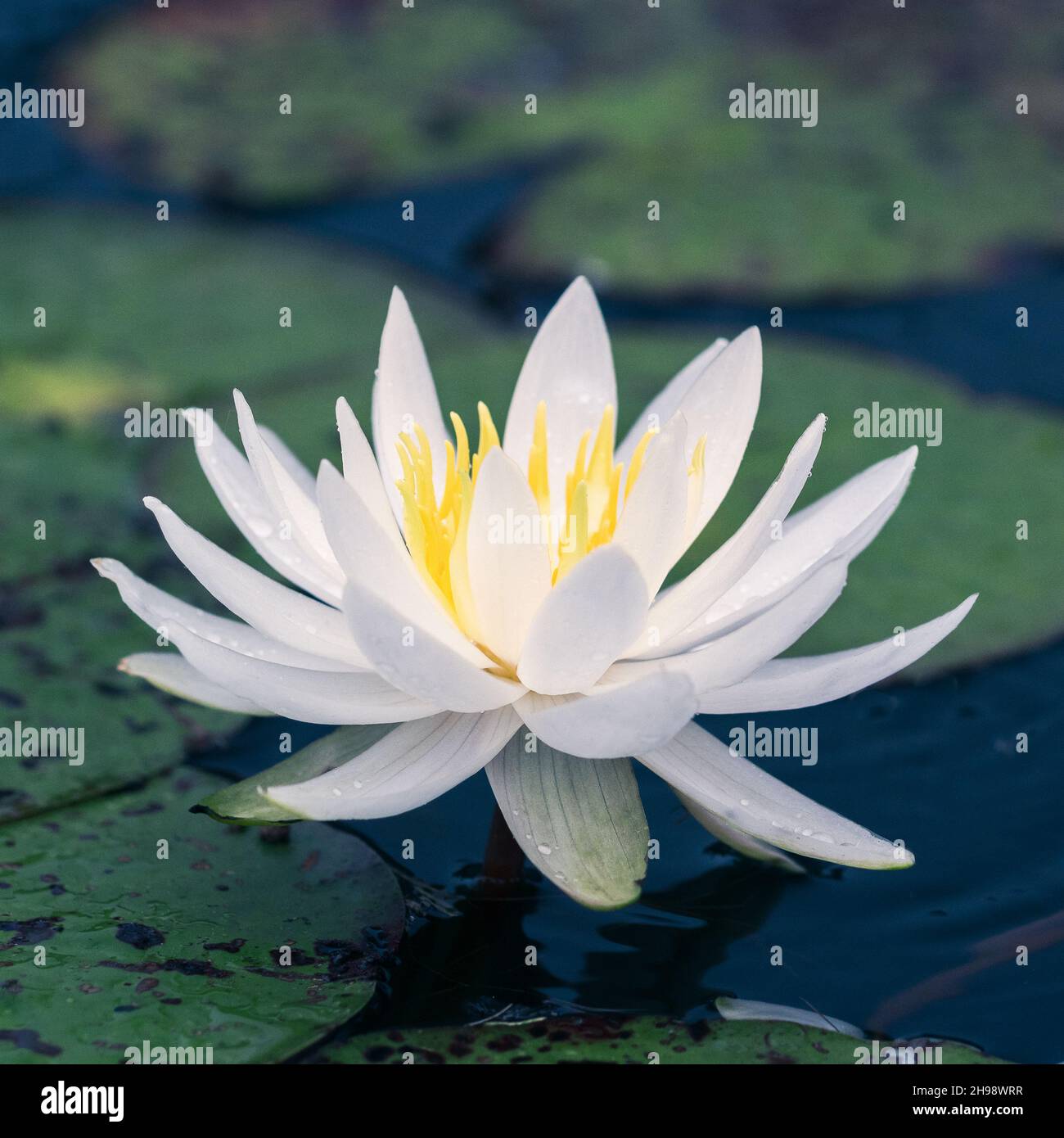 Side white lotus flower hi-res stock photography and images - Alamy