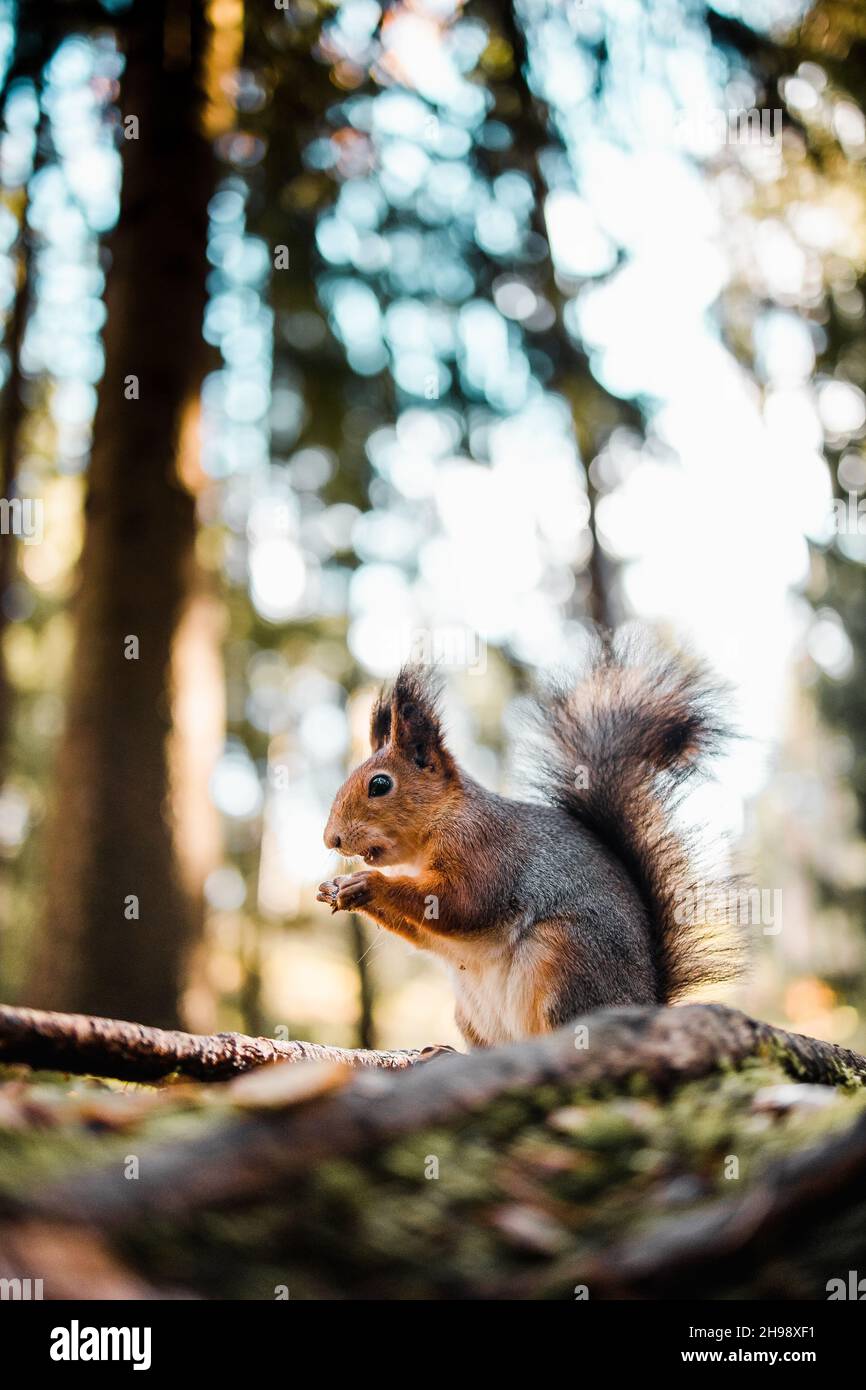 A vertical shot of a cute squirrel in the woods during daylight Stock ...