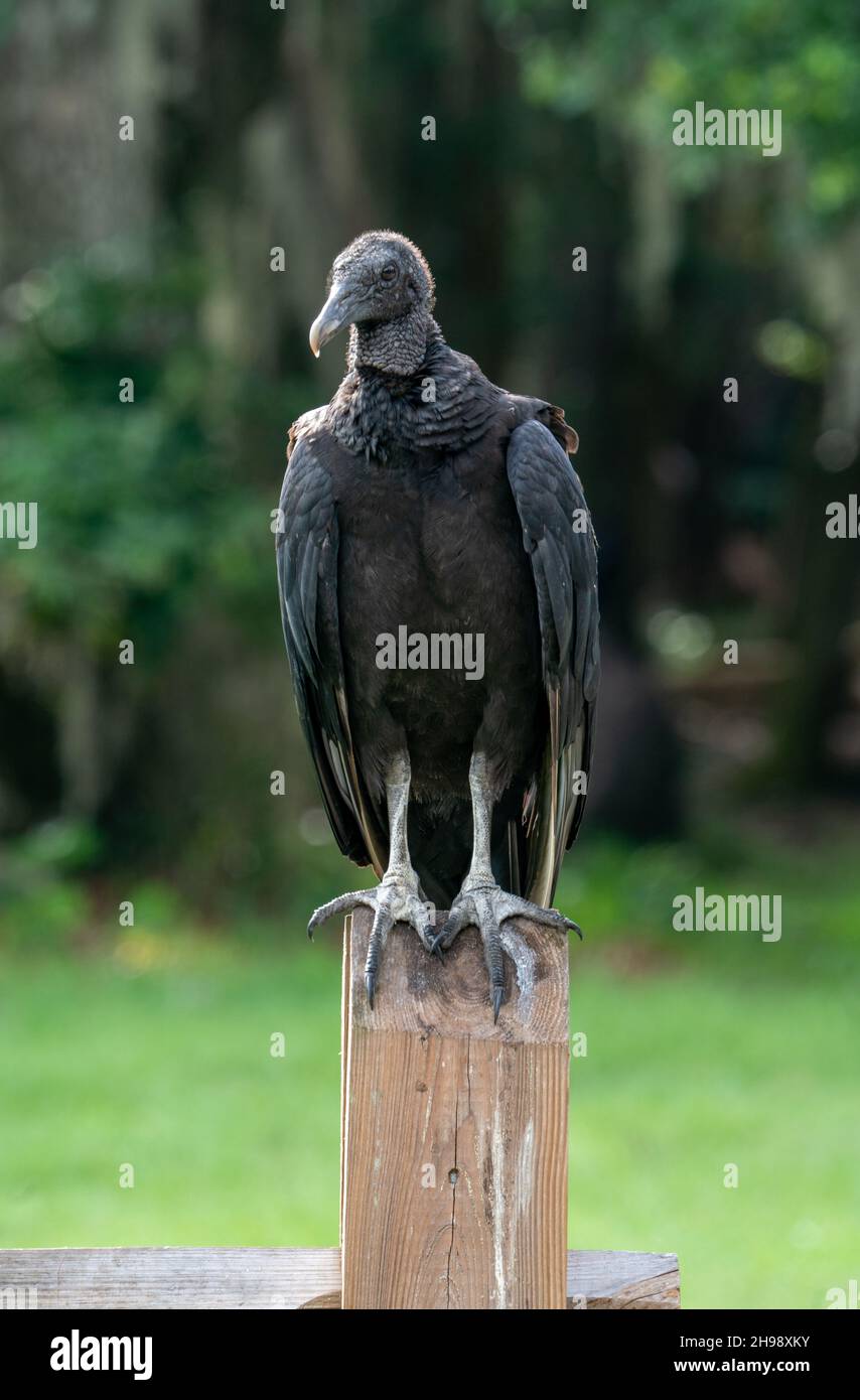 Pulture hi-res stock photography and images - Alamy