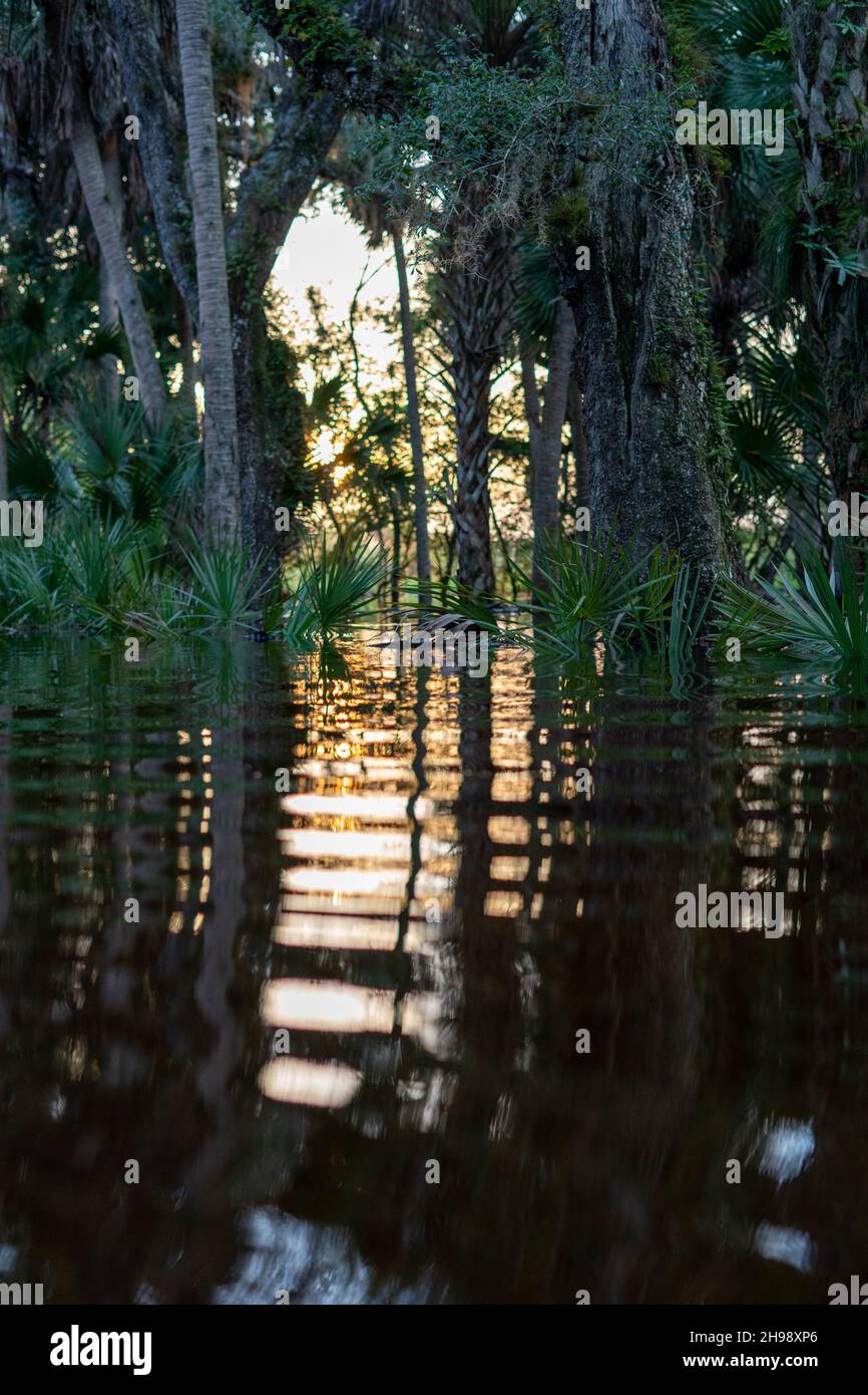 A vertical shot of a reflective pond in a green forest Stock Photo - Alamy