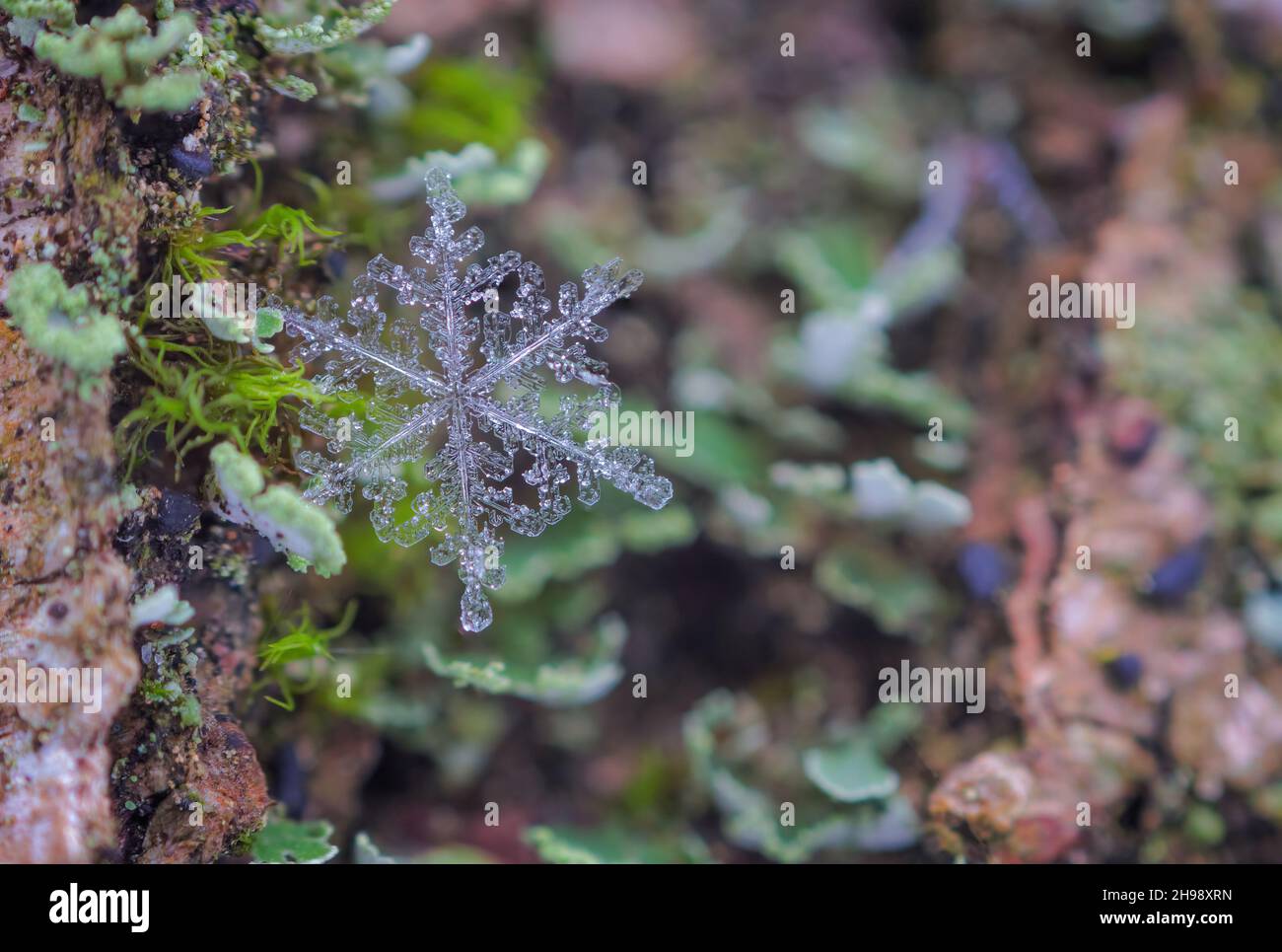Macro photo of real snow crystal on a tree This is small snowflake with ...