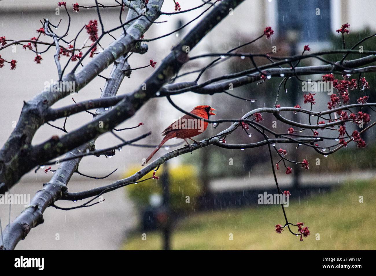 Wet northern cardinal hi-res stock photography and images - Alamy