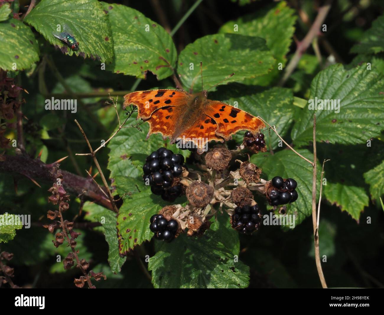 Green comma hi-res stock photography and images - Alamy