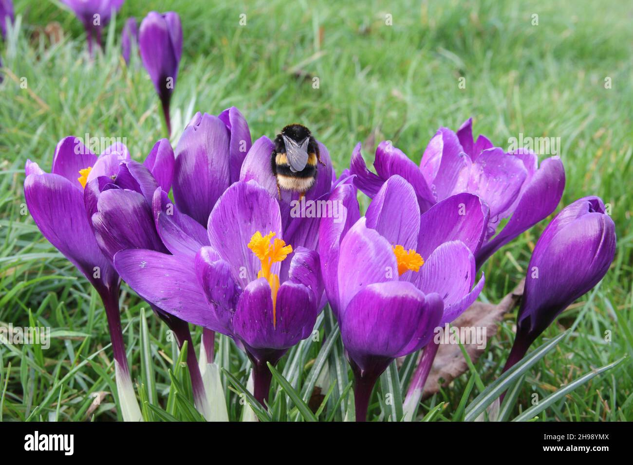 Back view of bumblebee hi-res stock photography and images - Alamy