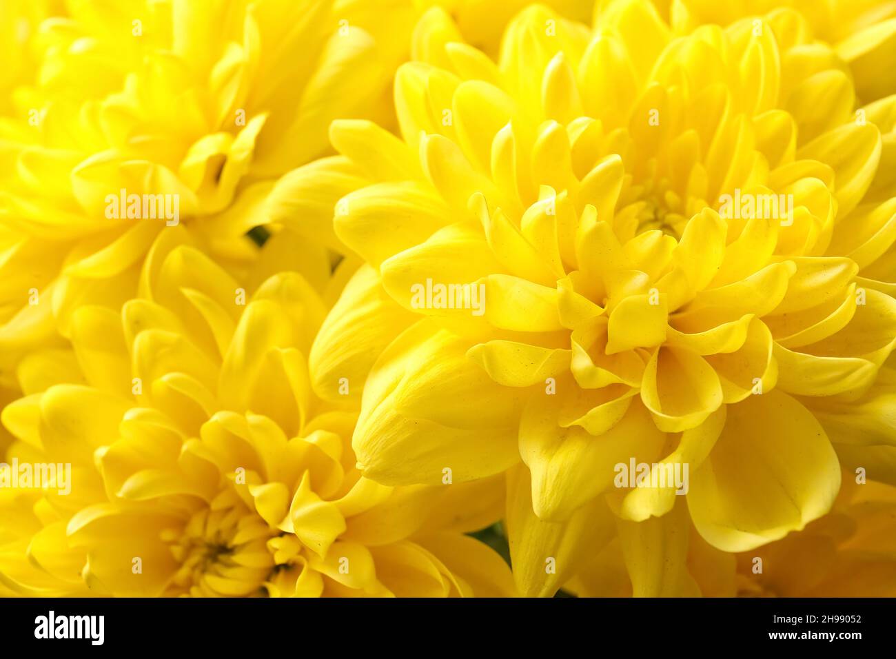 Yellow chrysanthemum flowers as background Stock Photo - Alamy