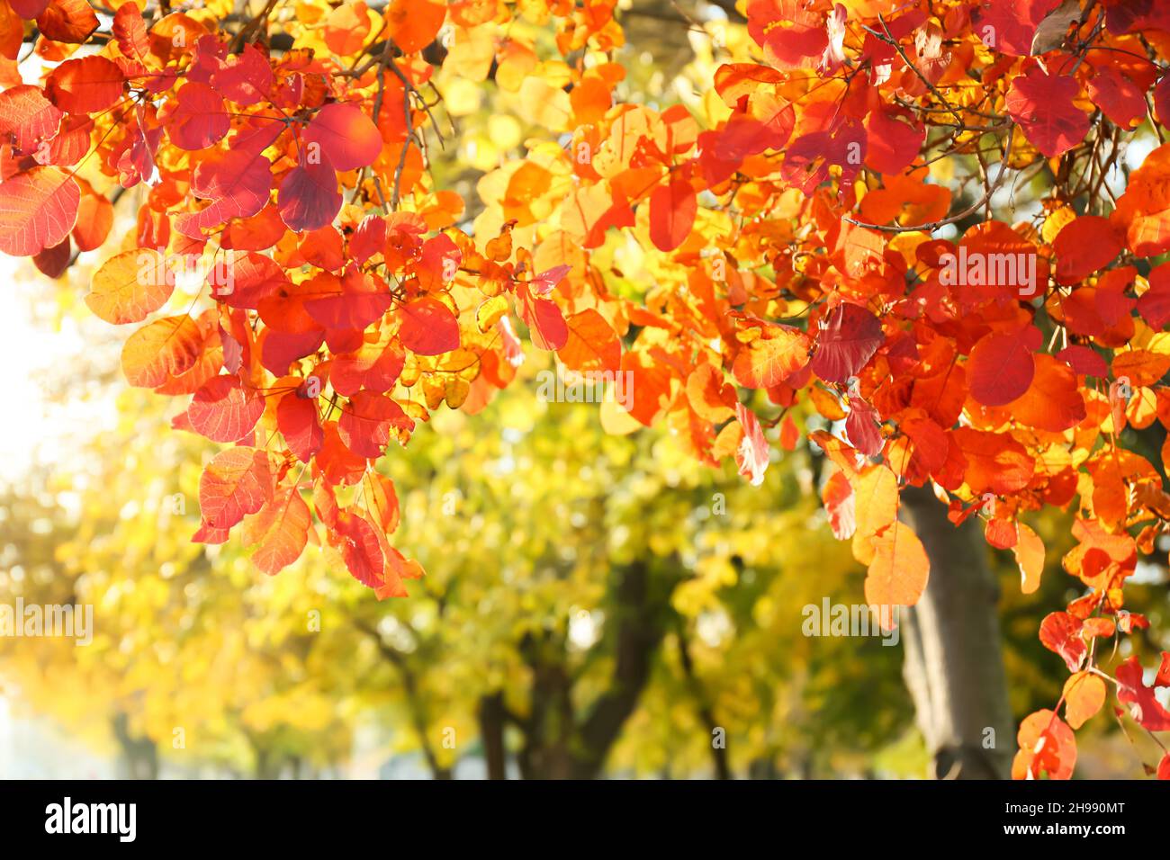 Tree branches with beautiful leaves in autumn park Stock Photo - Alamy
