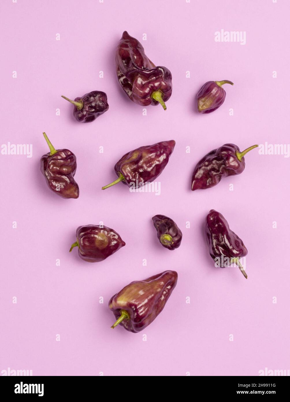 purple habanero chilli peppers, isolated on purple background, flat lay ...