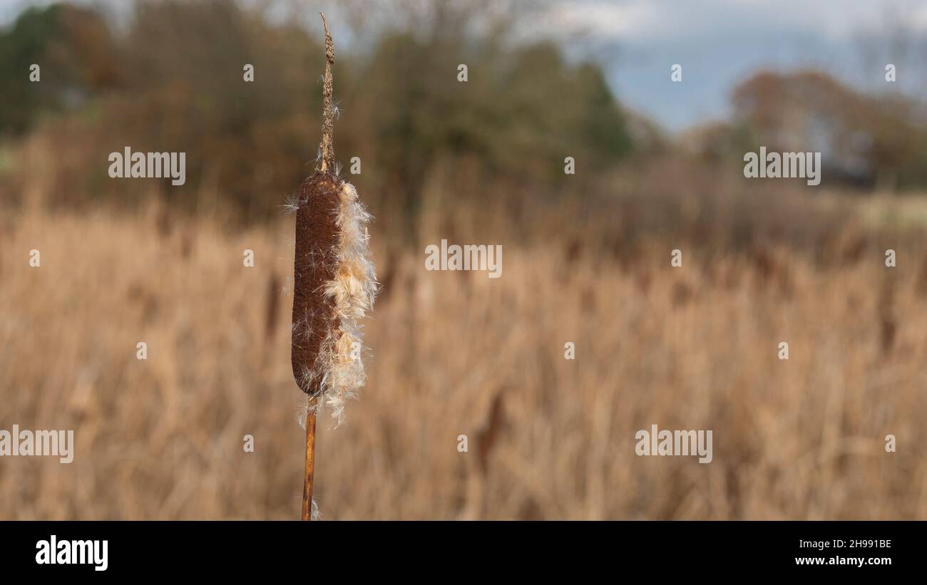 Bull rush splitting open to scatter its seeds in the wind Stock Photo ...