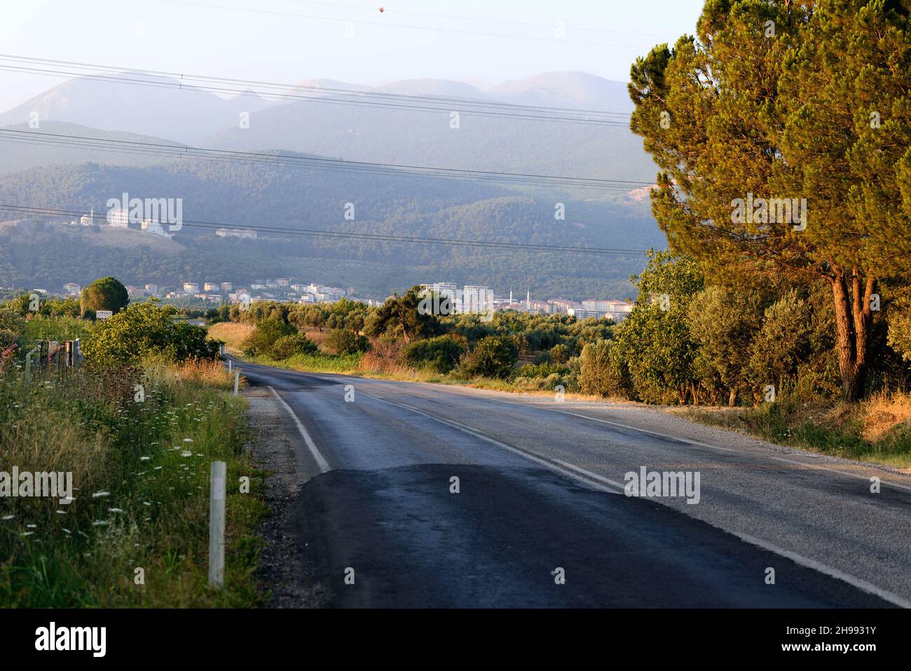 Road among olive trees hi-res stock photography and images - Alamy