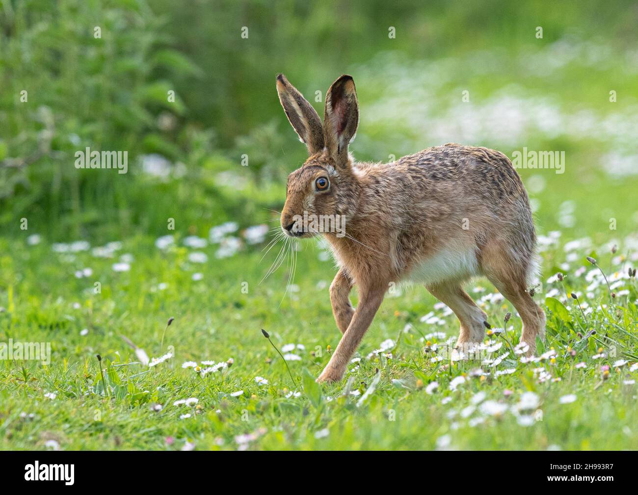 A big strong Brown Hare running through the daises on a farm grass ...