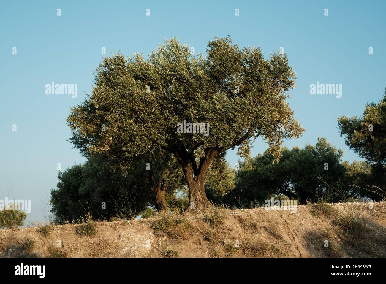 Old oliva olive trees hi-res stock photography and images - Alamy