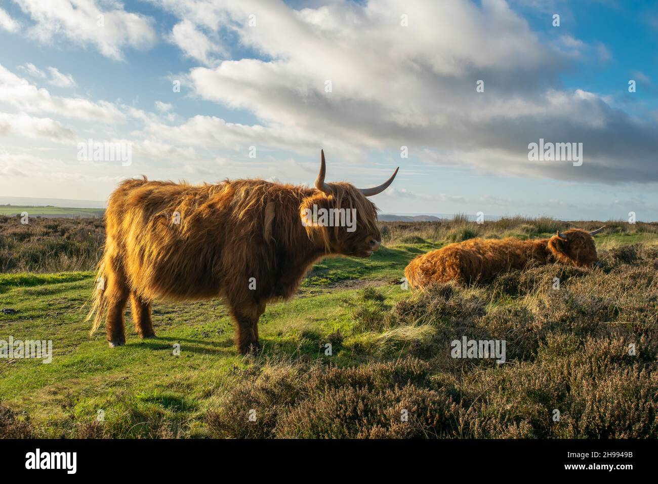 Highland cattle under the sun at a meadow in Yorkshire England Stock ...