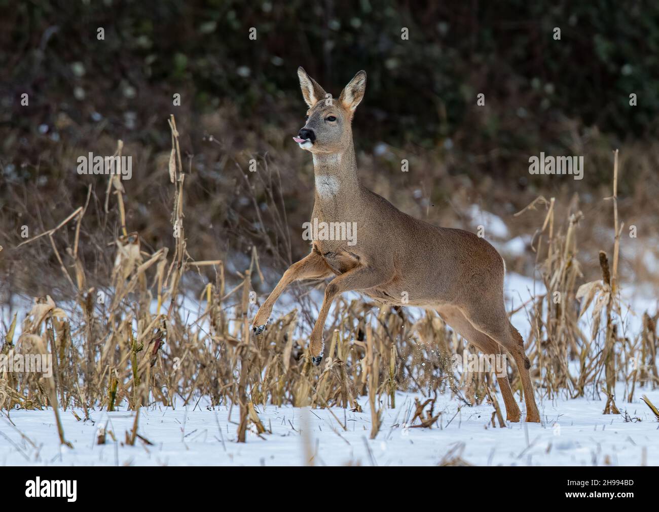 Female Roe Deer Uk Running High Resolution Stock Photography and Images ...