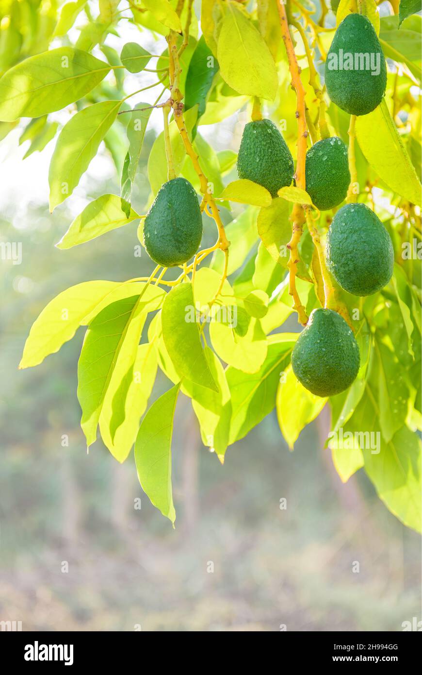 Fresh avocado fruits brightly lit growing on tree branches on a garden ...