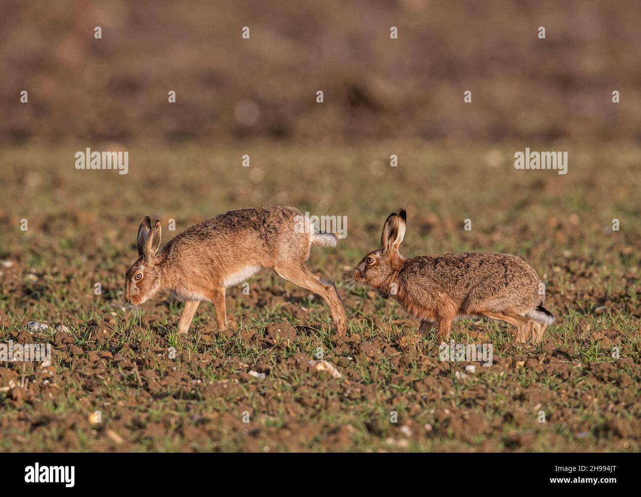 A pair of Brown Hares starting to pair up readty for the breeding ...