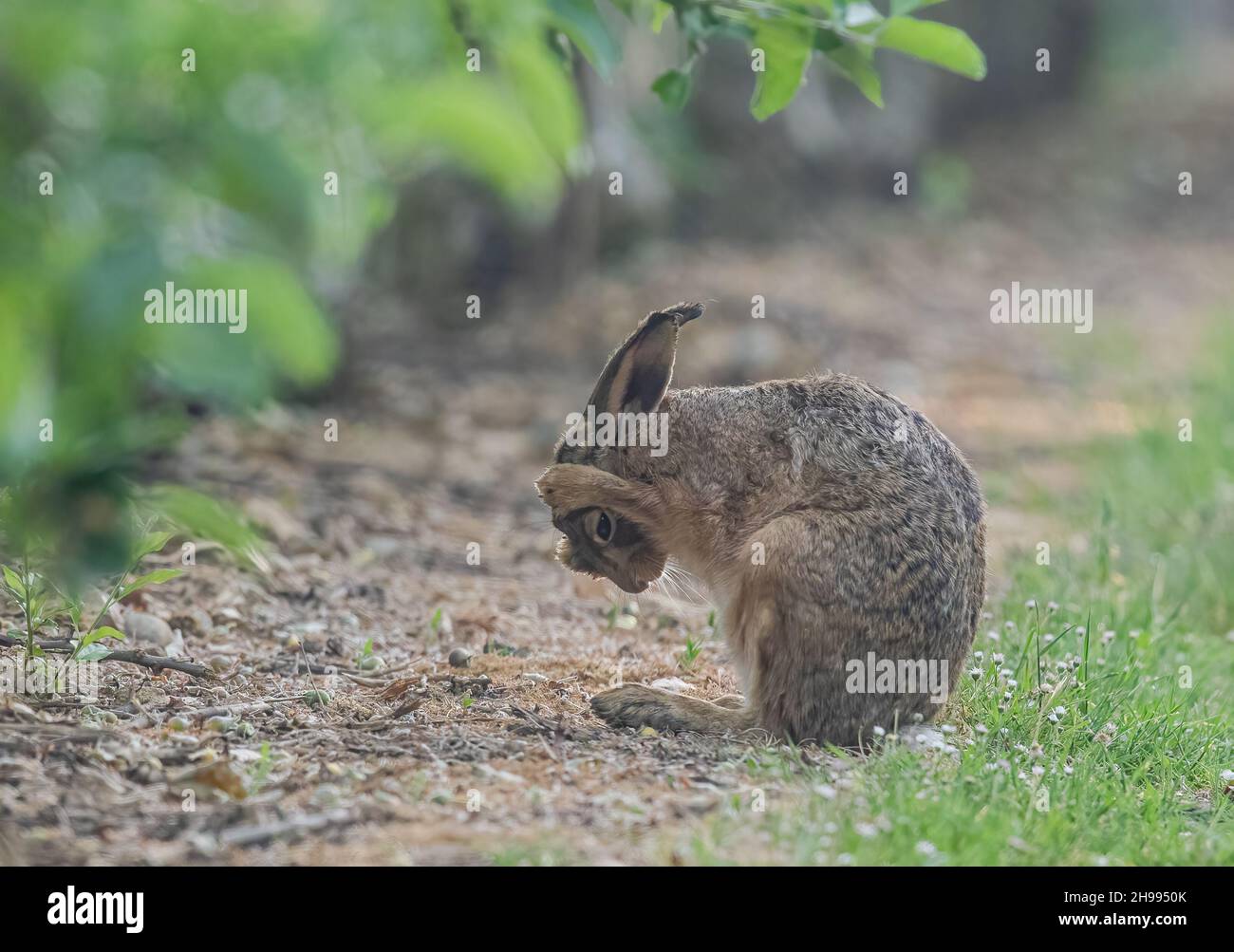 Hare face hi-res stock photography and images - Alamy