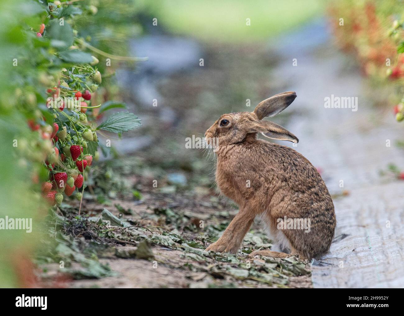 Farmers the face of your food hi-res stock photography and images - Alamy