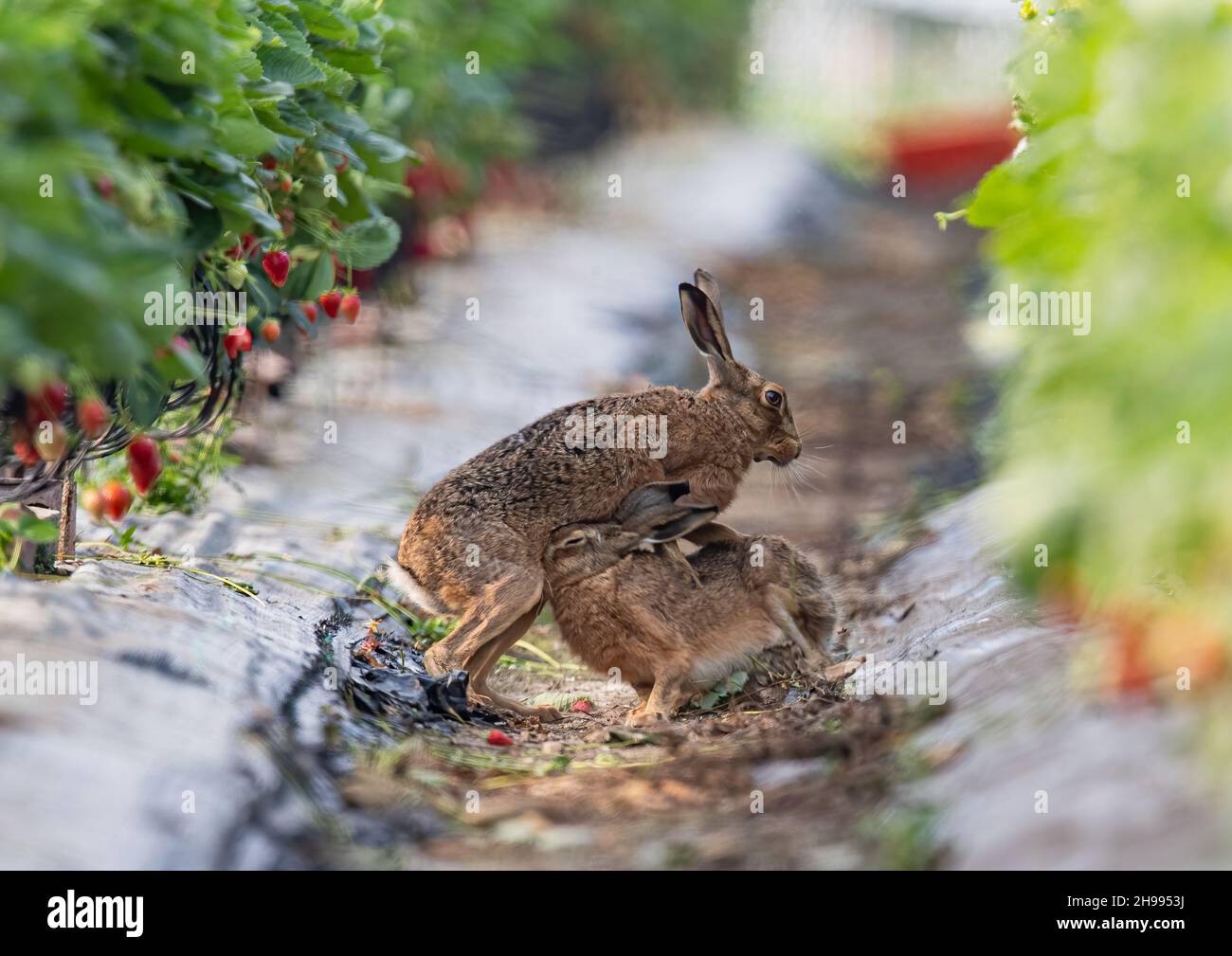 Hankey pankey hi-res stock photography and images - Alamy