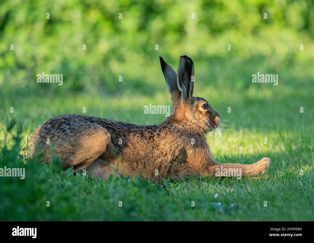 Laying out in sun hi-res stock photography and images - Alamy