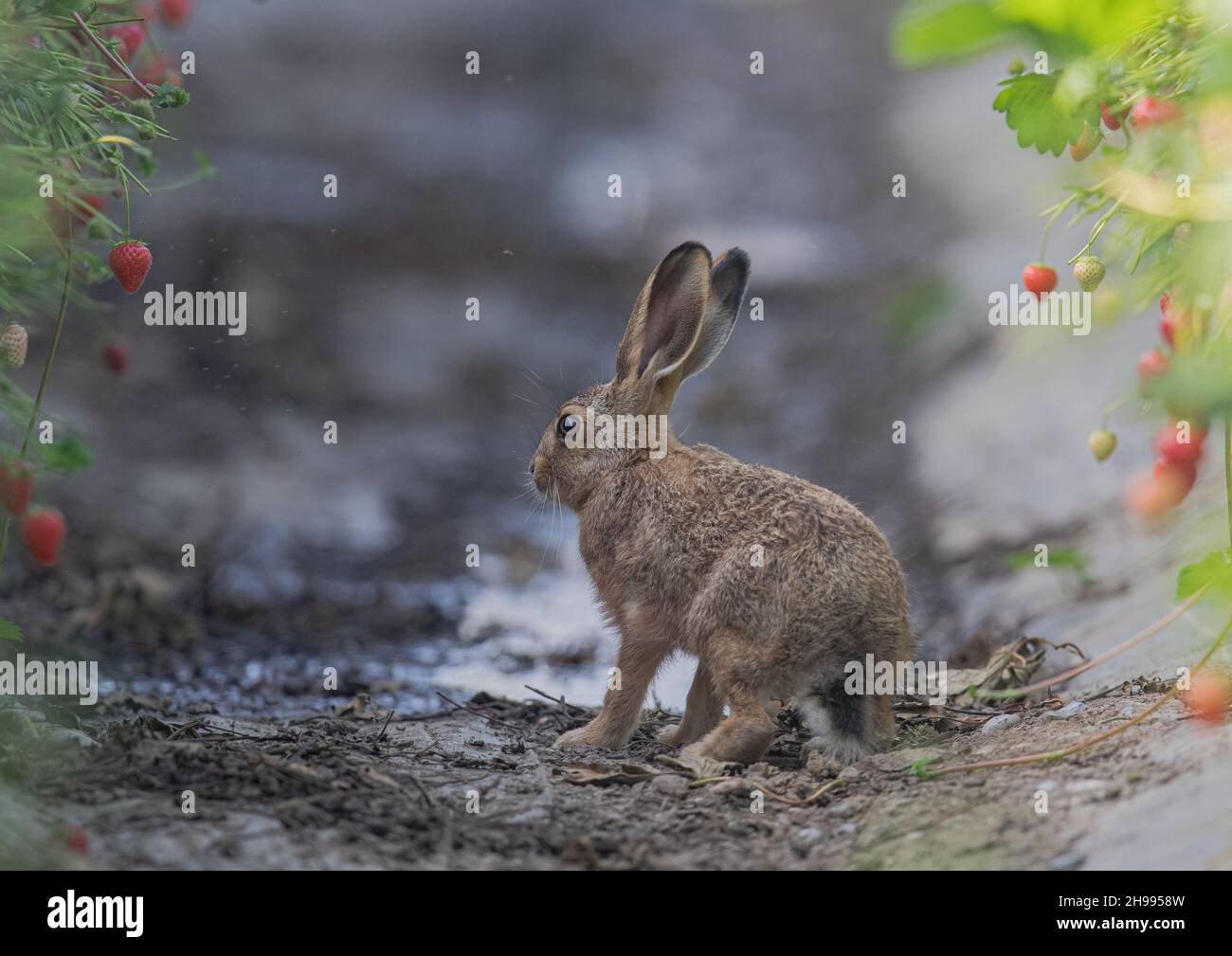 A cute little Brown Hare Leveret who has made his way into the farmers ...
