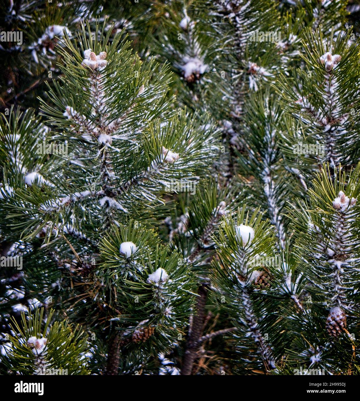 Pine bushes hi-res stock photography and images - Alamy
