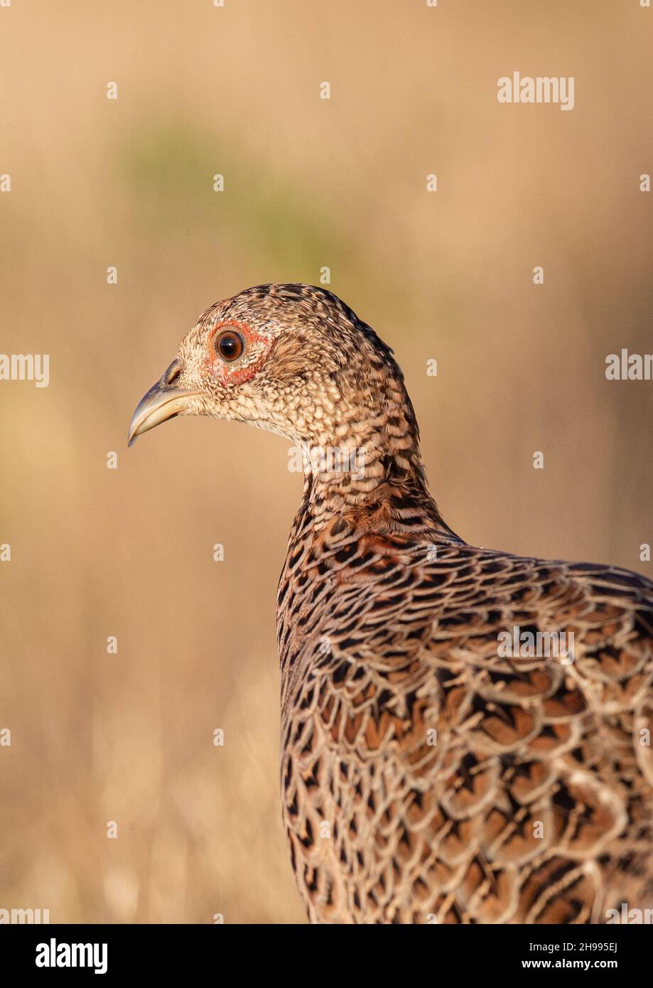 A close up of a hen pheasant (Phasianus colchicus) showing the details ...