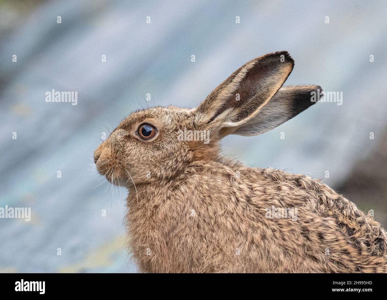 A close up detailed shot of a young Brown Hare Leveret against a clear ...