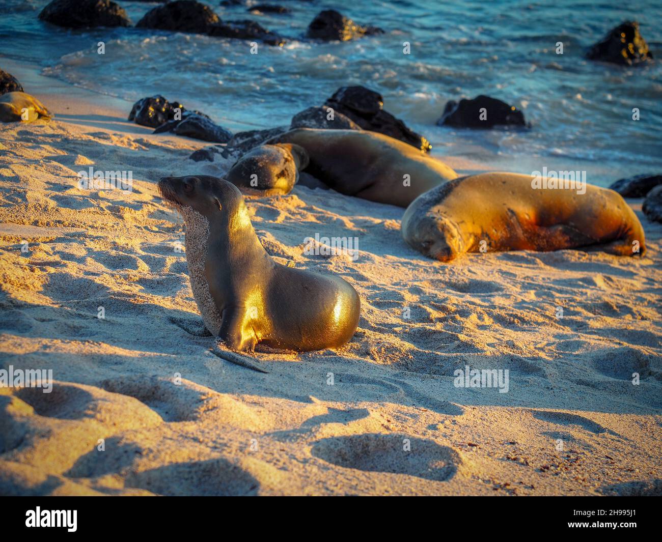 Family of Sea lions resting on the sandy beach in sunny day. Galapagos ...