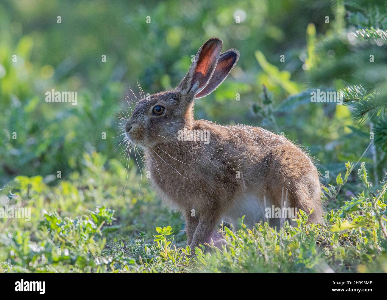 A young Brown Hare leveret with the sun shining through his huge ears ...