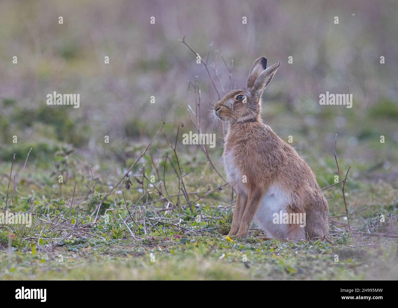 A close up of an adult Brown Hare sitting in a meadow environment on a ...