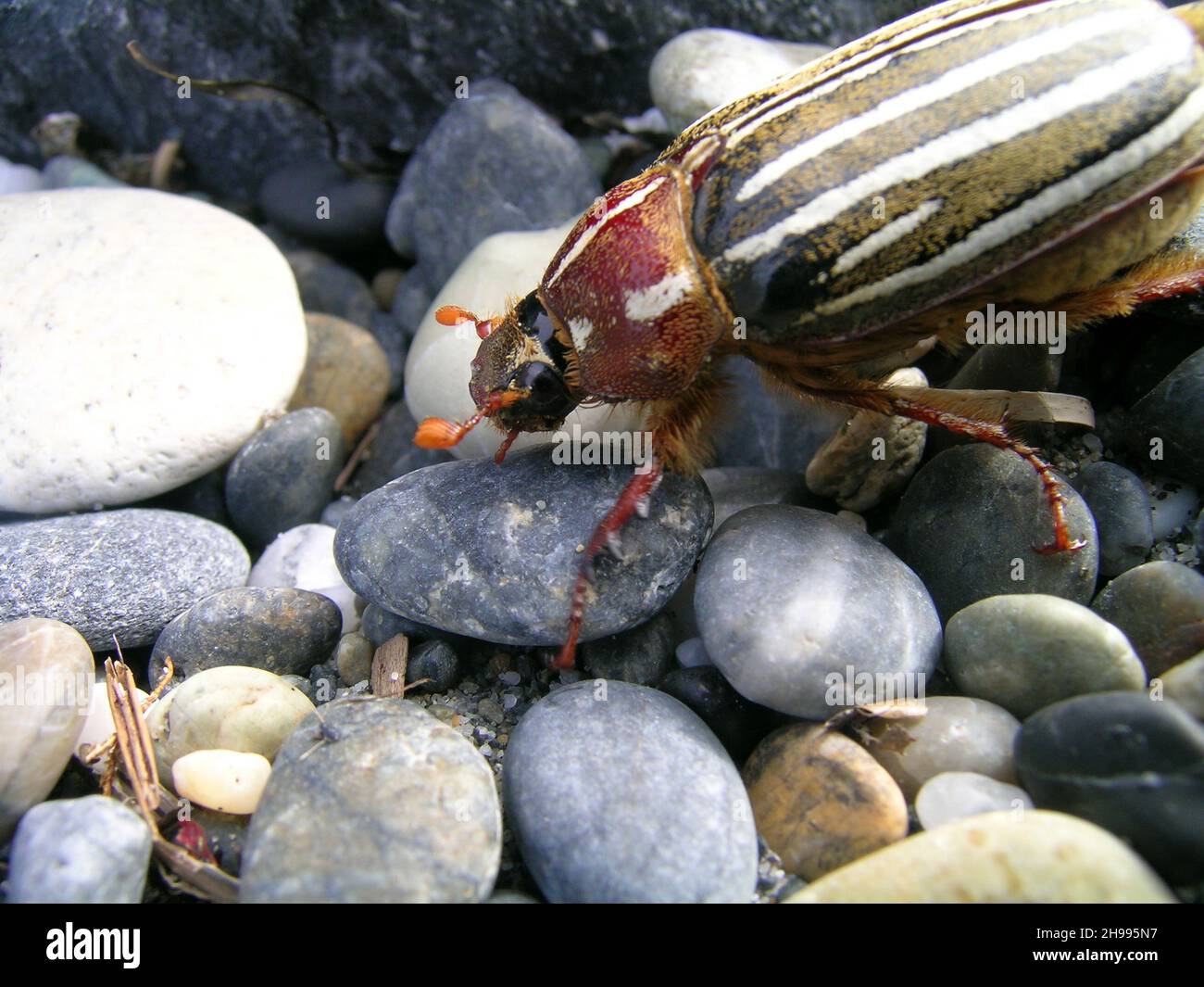 Creeping alien hi-res stock photography and images - Alamy