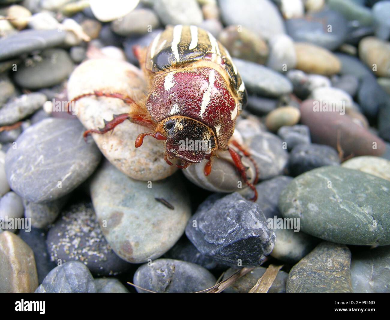 Ten-lined June beetle (Polyphylla decemlineata), also known as the ...