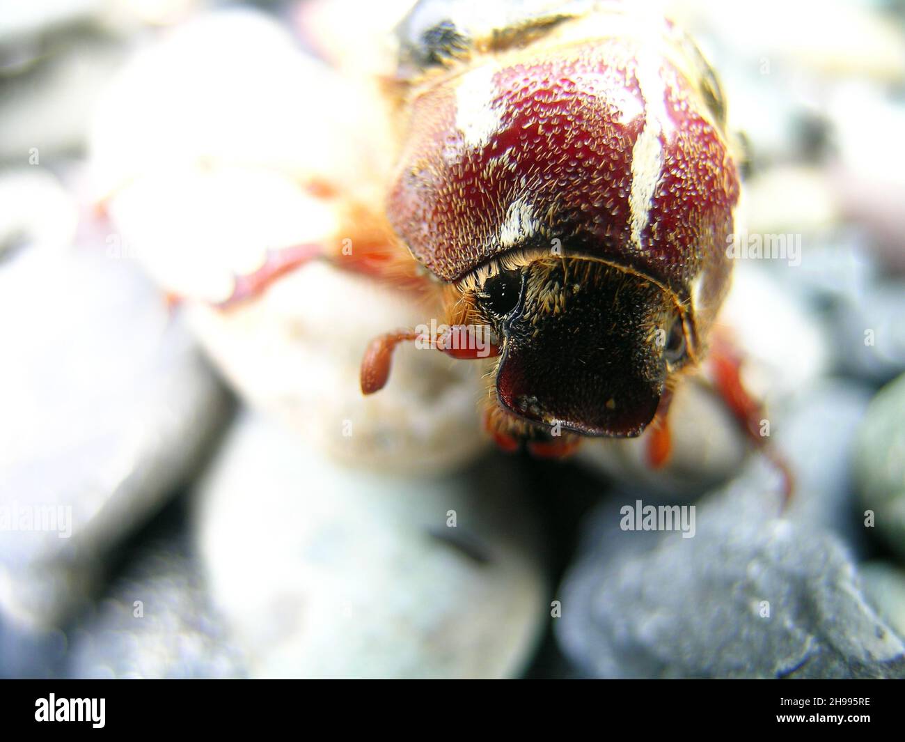 Several lamellate plates hi-res stock photography and images - Alamy