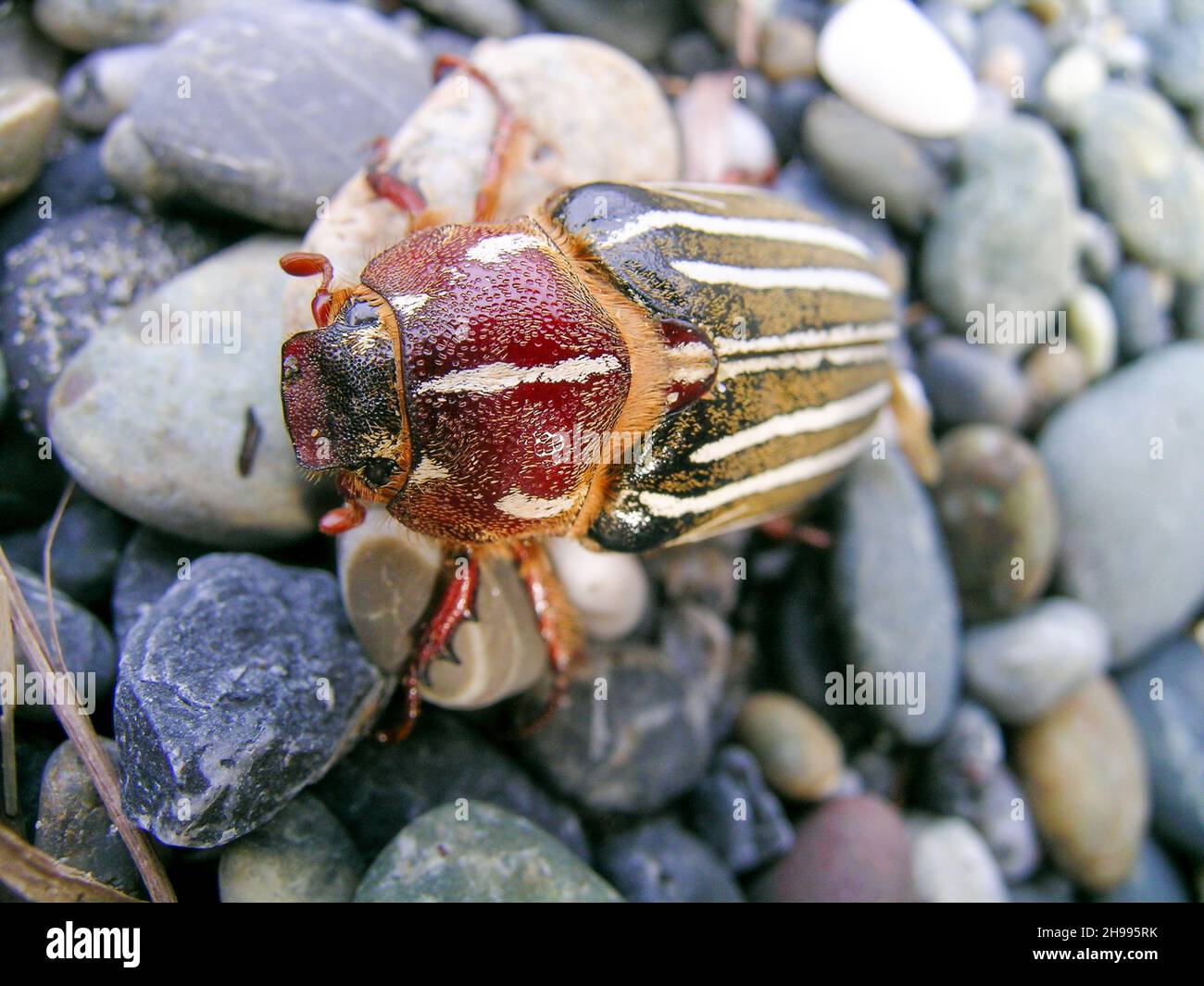 P decemlineata hi-res stock photography and images - Alamy
