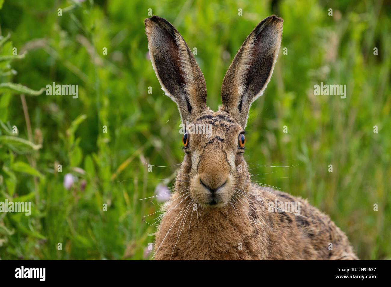 A detailed close up portrait shot of a wild Brown Hare in its natural ...