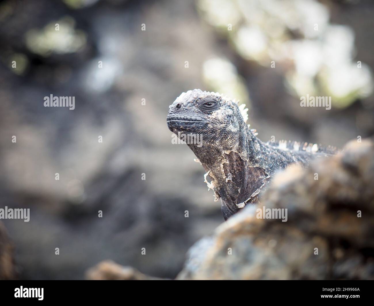Marine iguana on Santiago Island in Galapagos National Park, Ecuador ...