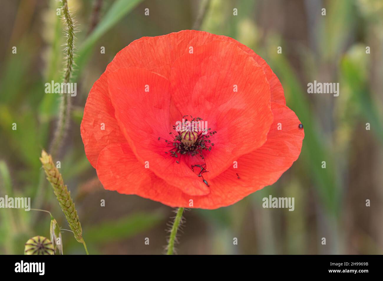 Agricutural weed hi-res stock photography and images - Alamy