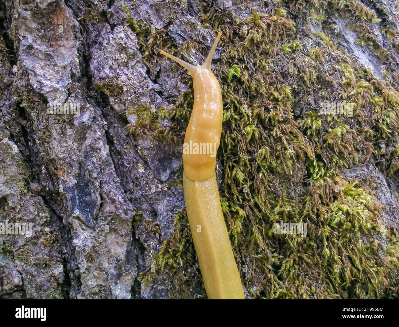 Banana slug - North American terrestrial slug comprising the genus ...