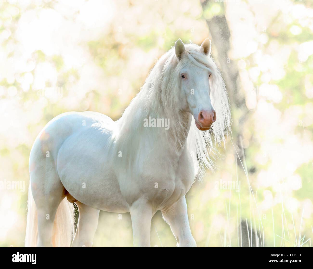 American White Draft horse stallion Stock Photo - Alamy