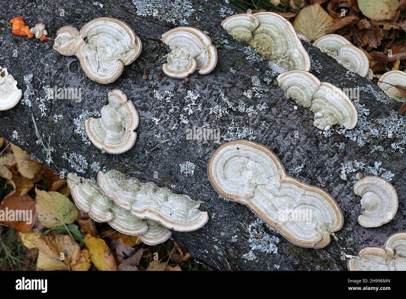 Cerrena unicolor, known as mossy maze polypore, wild fungus from ...