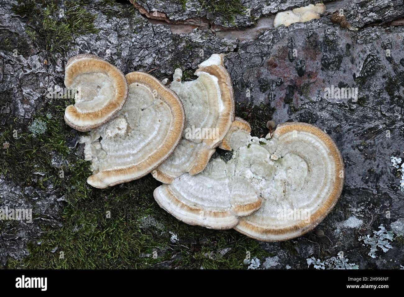 Cerrena unicolor, known as mossy maze polypore, wild fungus from ...