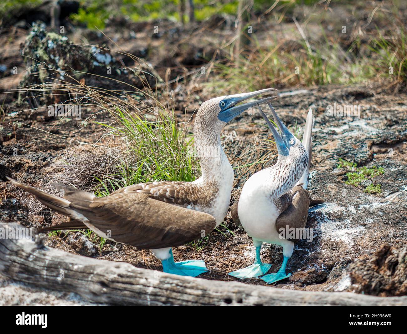 Couple of blue footed boobies performing mating dance Stock Photo - Alamy