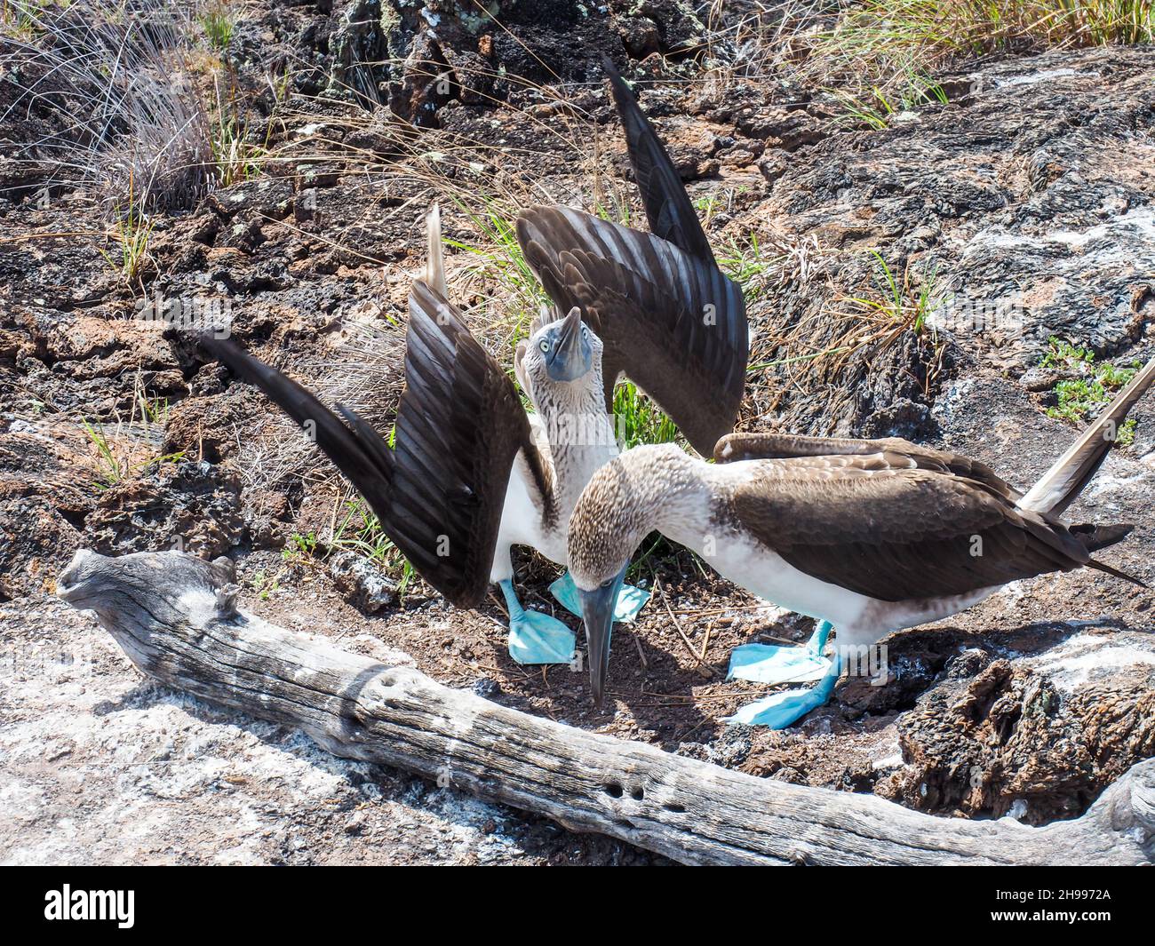 Couple of blue footed boobies performing mating dance Stock Photo - Alamy