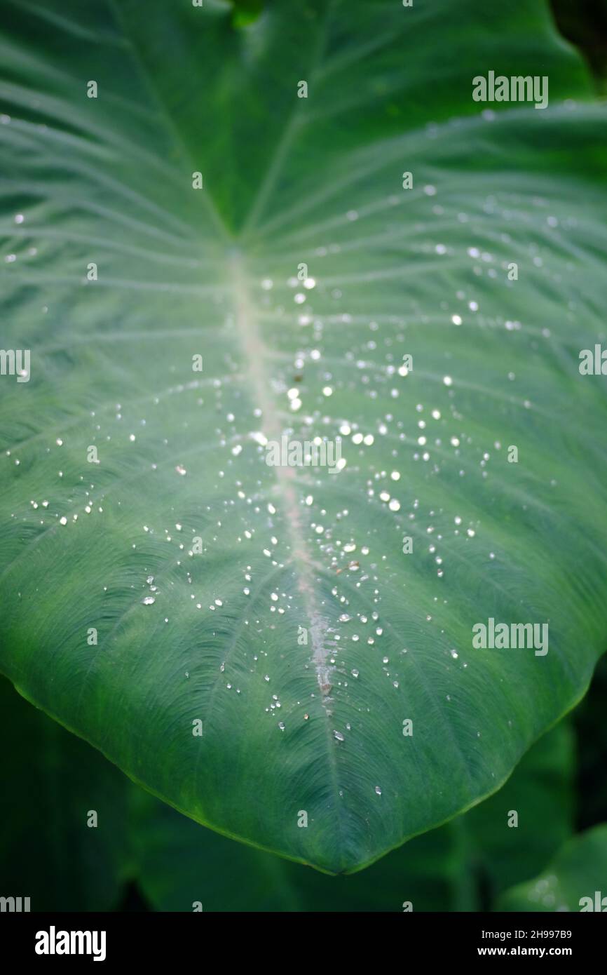 A vertical closeup of a large green leaf outdoors Stock Photo - Alamy