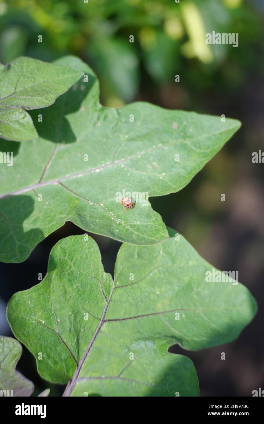 A vertical shot of a ladybug on leaves outdoors during daylight Stock ...