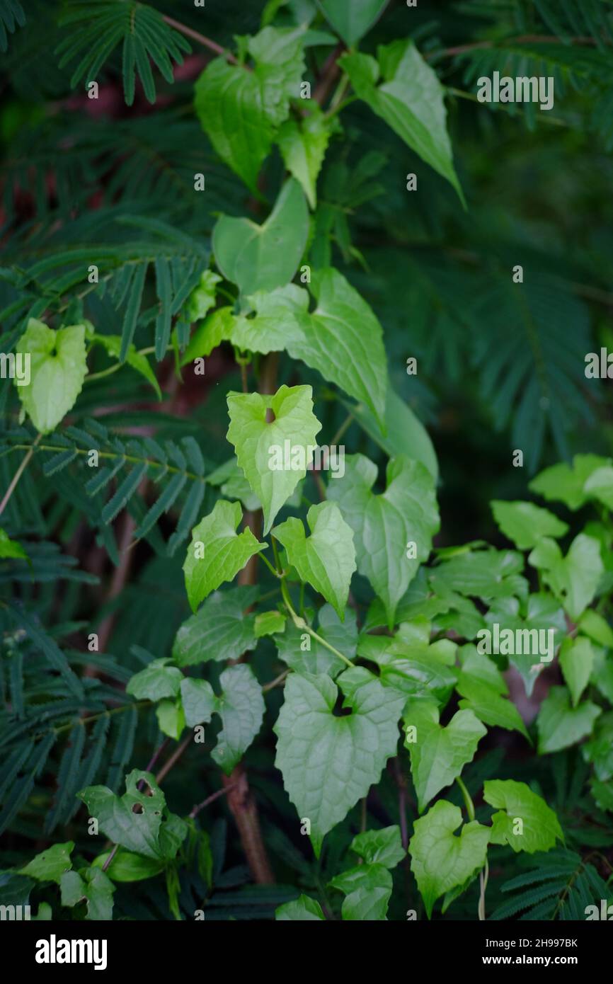A vertical closeup of bitter vine leaves outdoors during daylight Stock ...