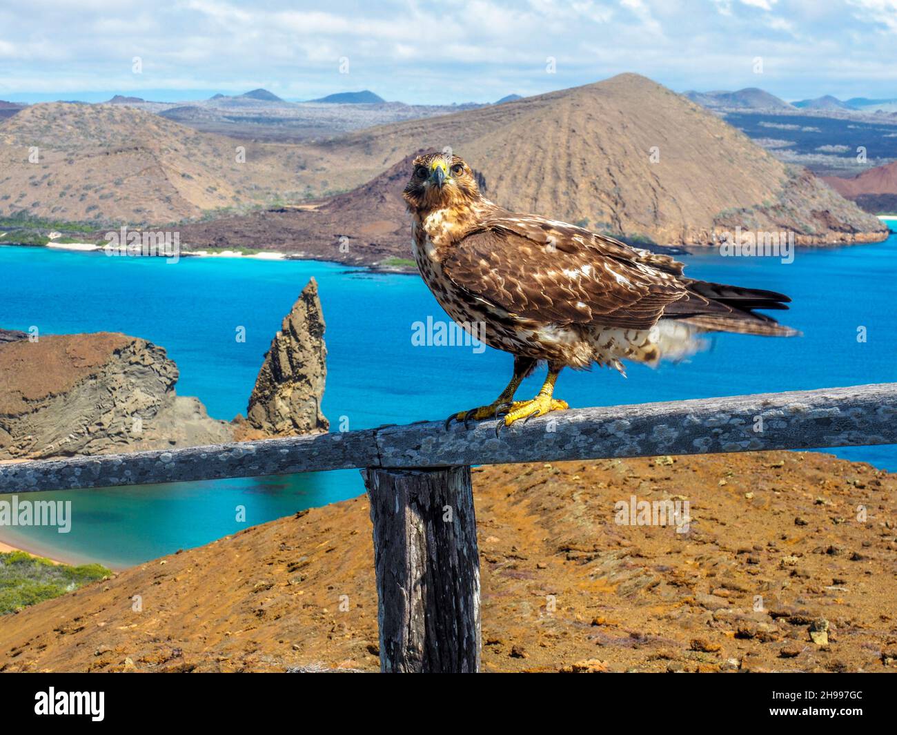 Close up sea hawk hi-res stock photography and images - Alamy