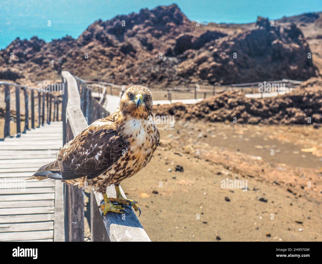 Galapagos Hawk on Bartolome Island, Galapagos, Ecuador Stock Photo - Alamy
