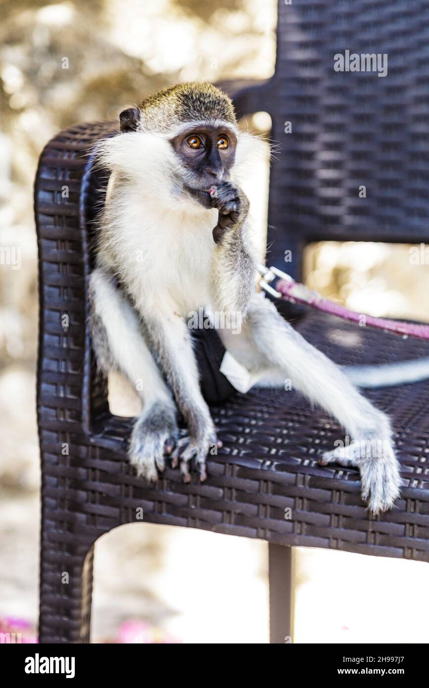 Monkey sitting on chair hi-res stock photography and images - Alamy