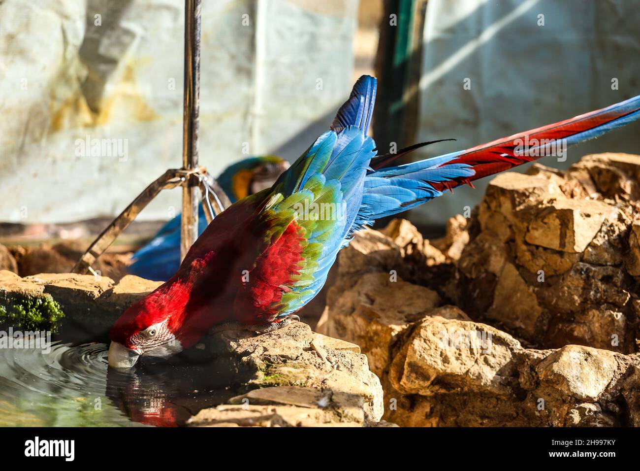 Parrot in water hi-res stock photography and images - Alamy